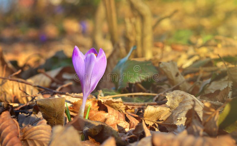 Crocus in the Forest, First Spring Flowers Stock Photo - Image of ...