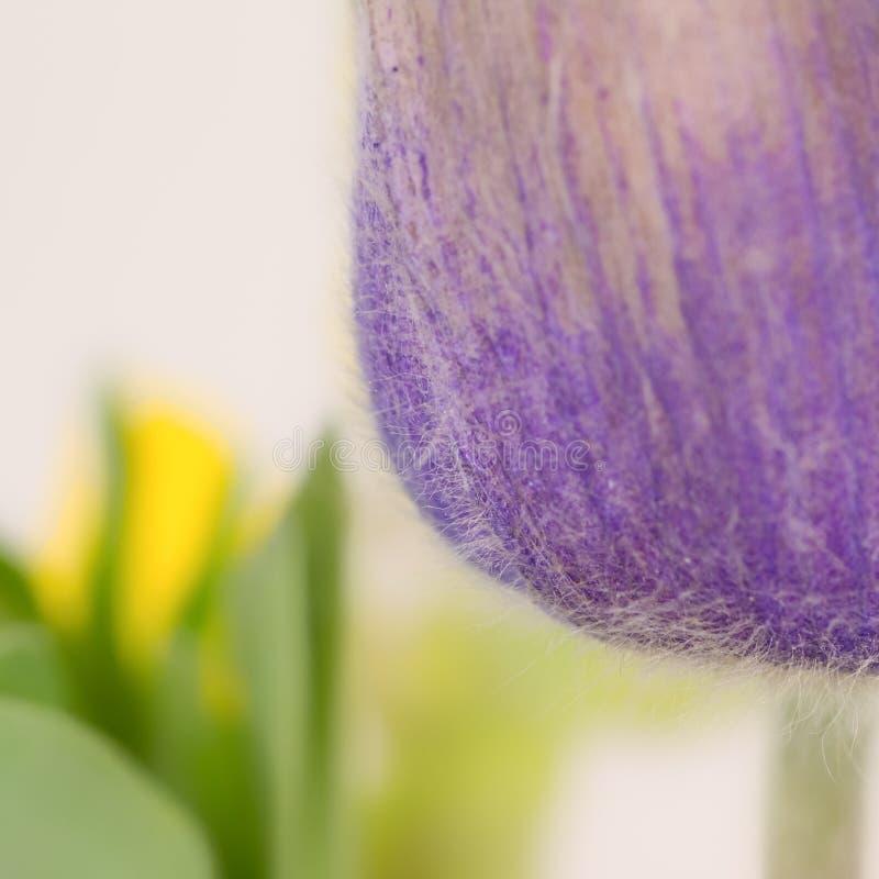 Crocus Frames Yellow Flower Stock Image - Image of garden, bright: 40361039