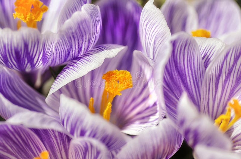 Crocus Garden stock image. Image of flora, nature, closeup - 37753535
