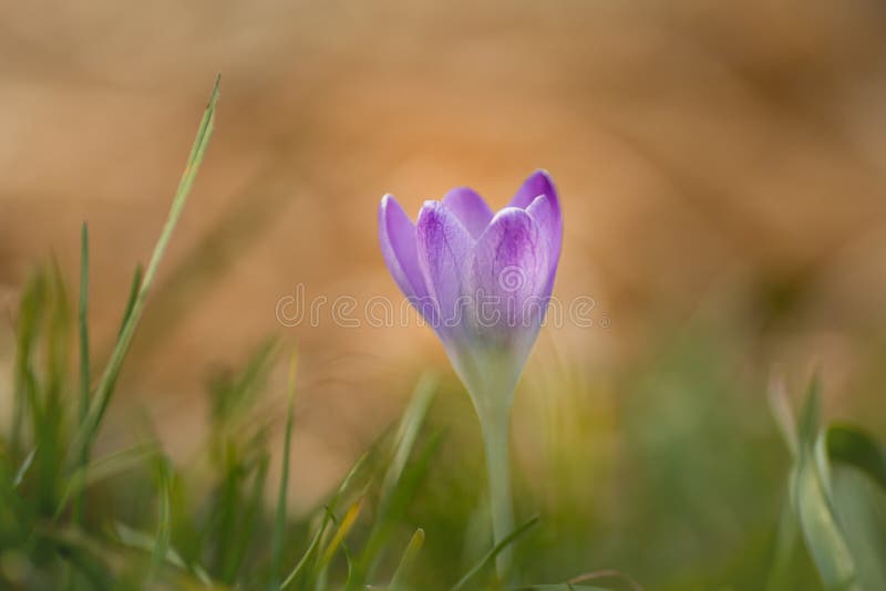 Light Purple Crocus in the Grass, First Spring Flower Stock Photo ...