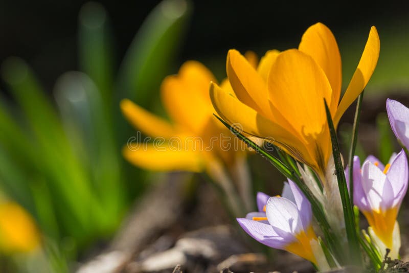 Yellow crocus in group stock photo. Image of detail, floral - 51023226