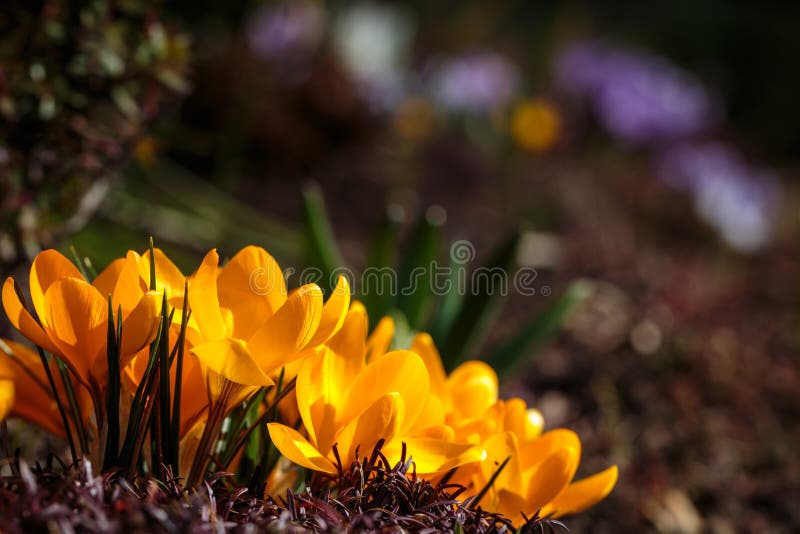 Crocus in group stock photo. Image of purple, floral - 51023266