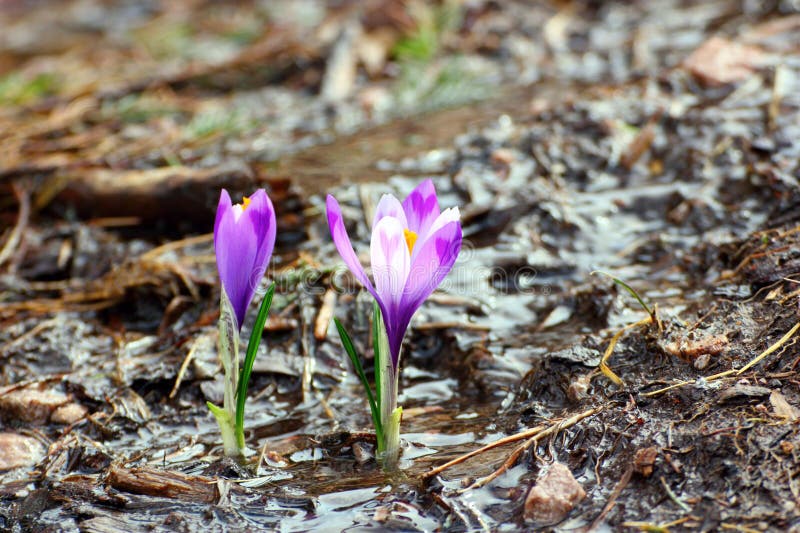 Crocus Growing Near the Spring Stock Photo - Image of closeup, ground ...