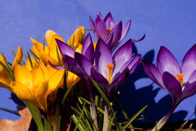 Crocus stock image. Image of blossoming, dark, flower - 36942675