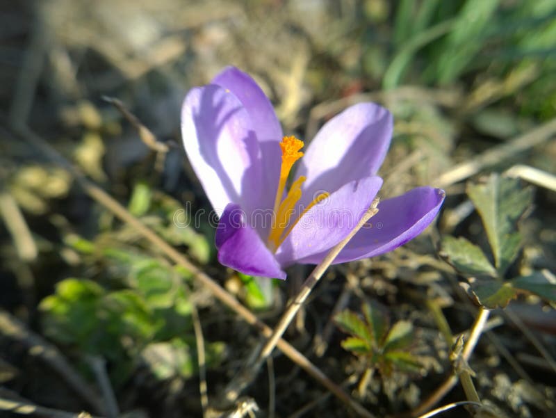 Crocus Heuffelianus or Crocus Vernus Spring Crocus, Giant Crocus Stock ...