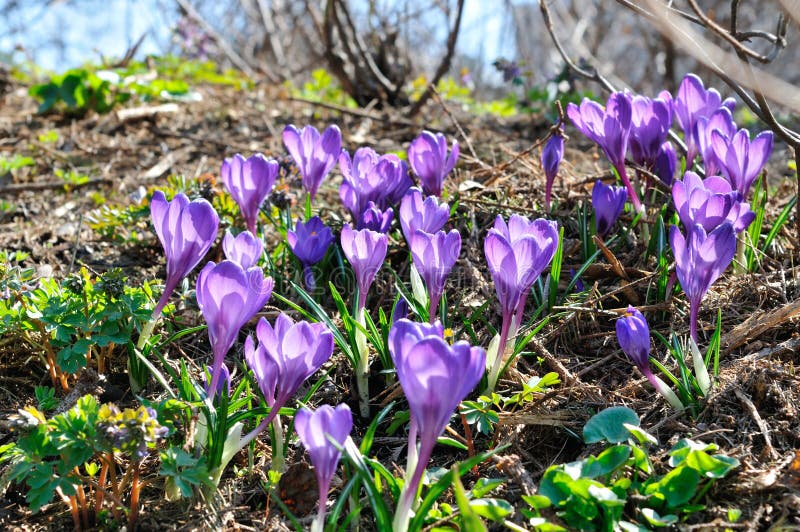 Crocus on hill stock photo. Image of delicate, open, bulb - 69488760