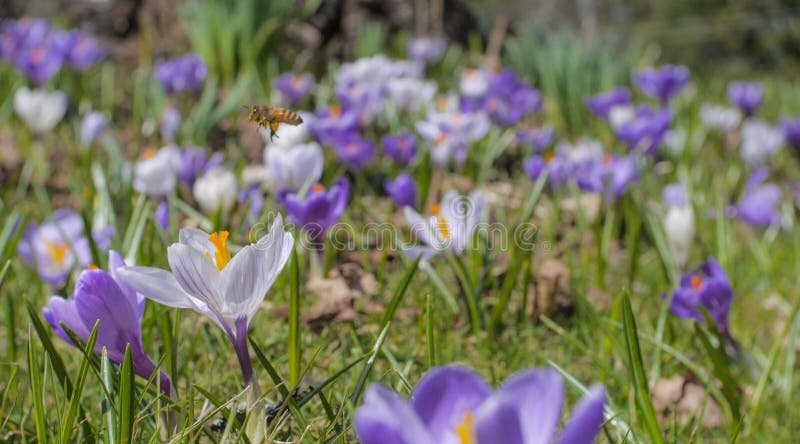 Crocus Honey Bee stock photo. Image of green, blue, garden - 110036020