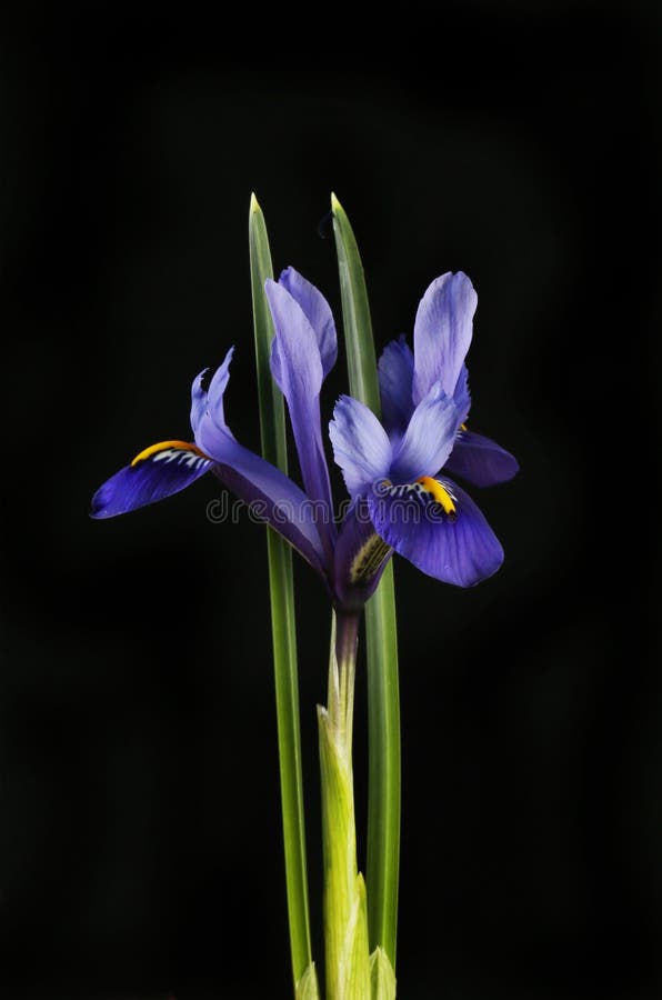 Crocus Iris Flowers Against Black Stock Photo - Image of blooming ...