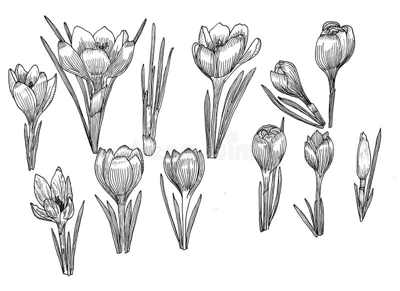 Crocus Isolated. Hand Drawn Stock Illustration - Illustration of ...