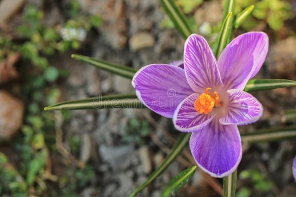 Crocus `King of the Striped` Stock Photo - Image of perennial, orange ...