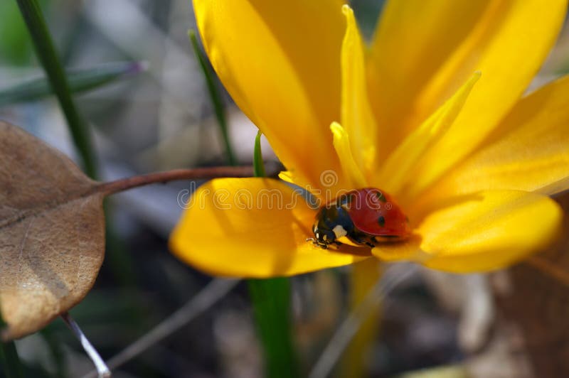 Crocus & ladybug stock photo. Image of crocus, insect - 39102736