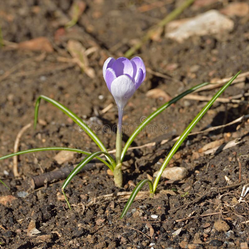 Crocus Longiflorus Flowers in Spring, Norway Stock Image - Image of ...