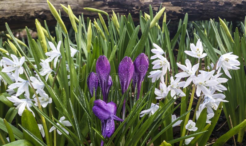 Crocus Longiflorus Flowers in Spring, Norway Stock Image - Image of ...
