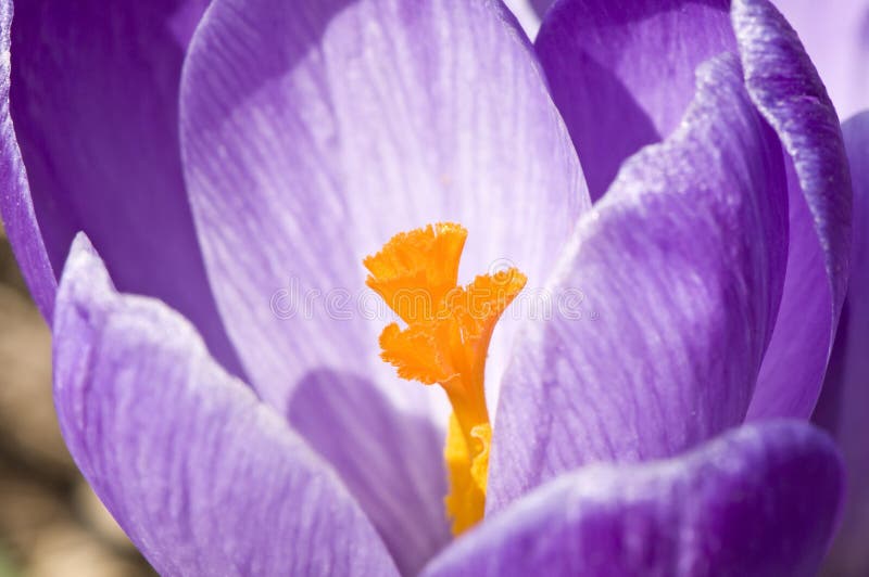 Crocus stock image. Image of botanical, macro, leaf, beauty - 10451973