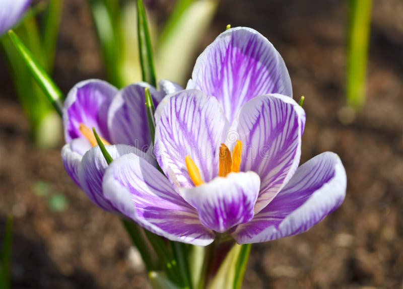 Crocus in flower-bed stock image. Image of easter, bloom - 2079465