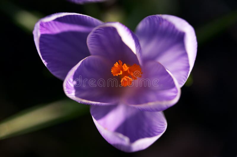 Crocus macro stock image. Image of blossom, color, beautiful - 2149147