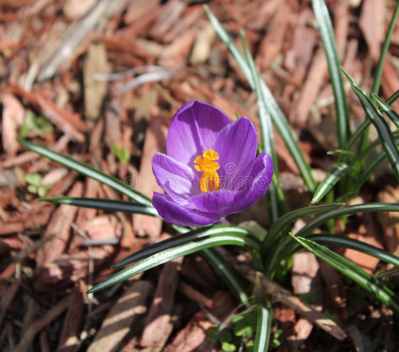 Crocus macro stock image. Image of green, renewal, march - 27914369