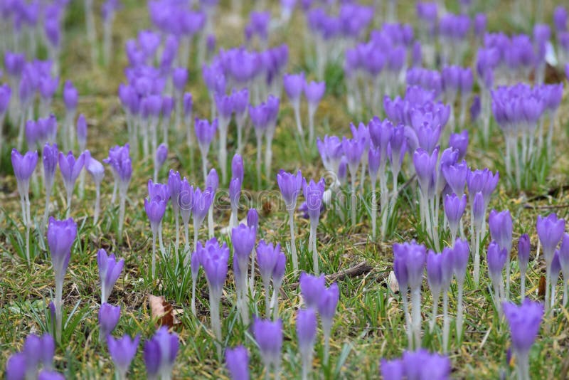 Crocus Meadow with Extremely Many Plants Stock Image - Image of crammed ...