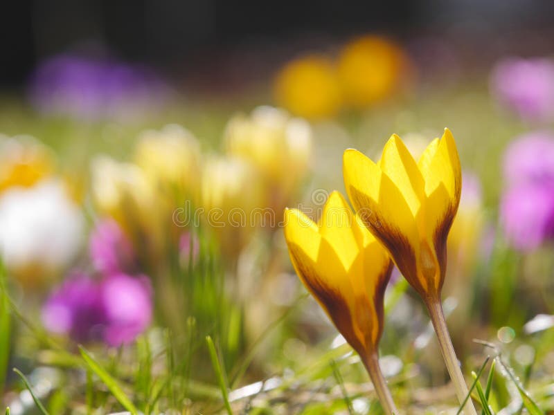 Crocus meadow spring stock photo. Image of group, crocus - 30659682