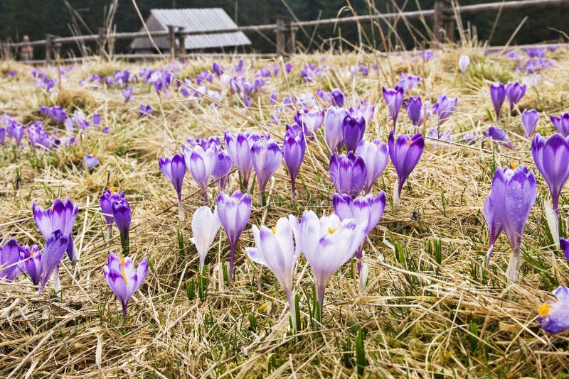 Crocus on a Meadow in Spring Stock Image - Image of nature, hill: 49095821