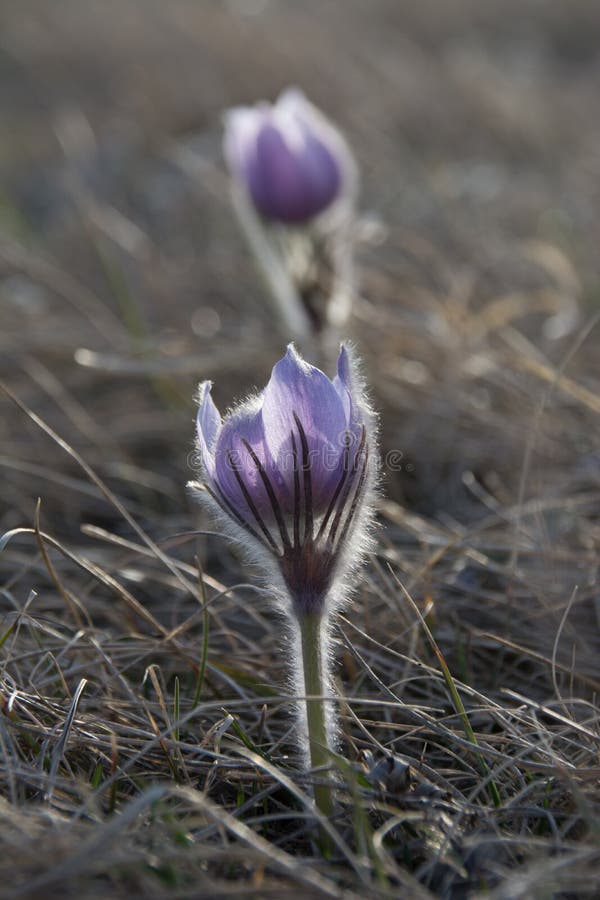 Crocious Stock Photos - Free & Royalty-Free Stock Photos from Dreamstime