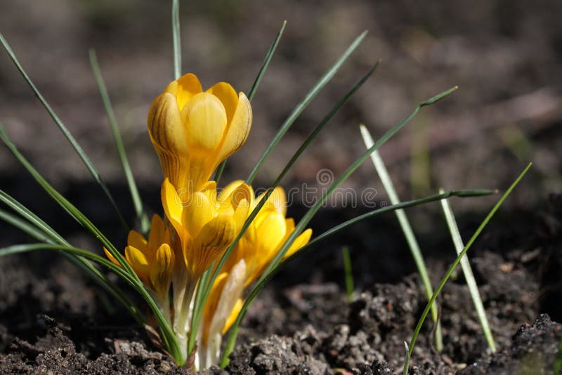 Yolow Crocus Stock Photos - Free & Royalty-Free Stock Photos from ...