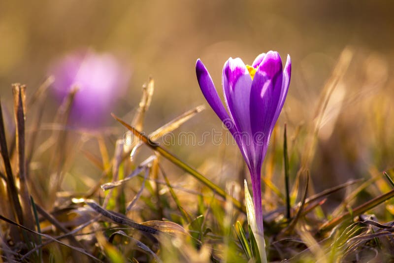 Crocus stock image. Image of fresh, lawn, color, horizon - 50717363