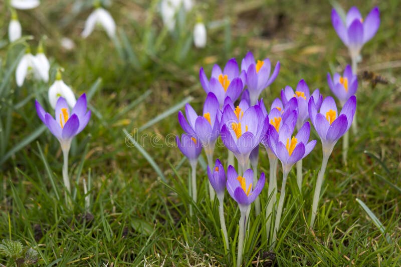 Crocus - flower f spring stock image. Image of nature - 19190129