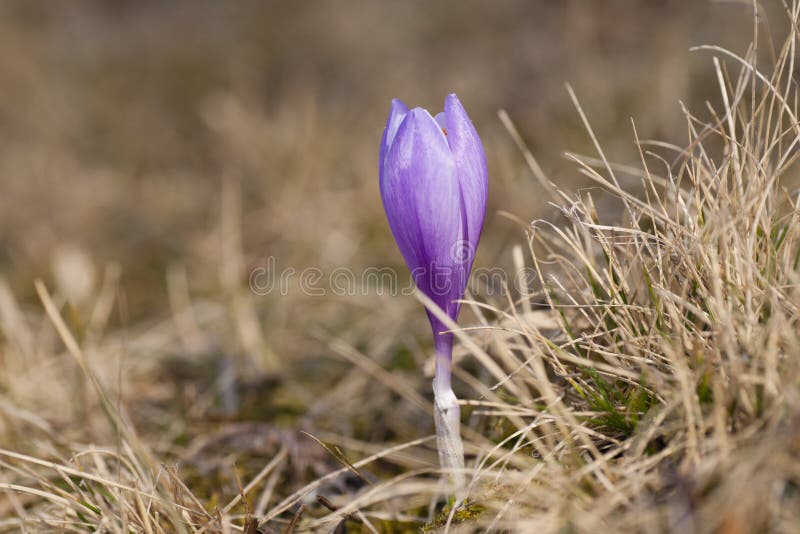 Crocus stock image. Image of nature, green, gardening - 38613897