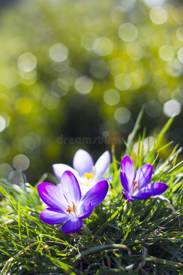 Crocus - One of the First Spring Flowers Stock Image - Image of meadow ...