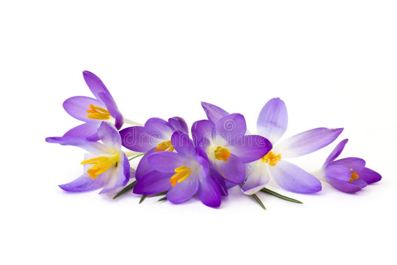 Crocus - One of the First Spring Flowers on White Stock Photo - Image ...