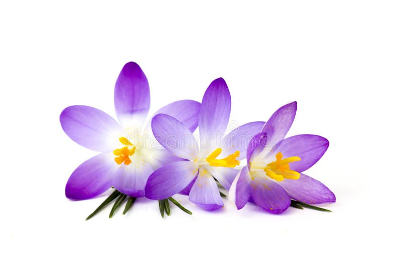 Crocus - One of the First Spring Flowers Stock Photo - Image of nature ...