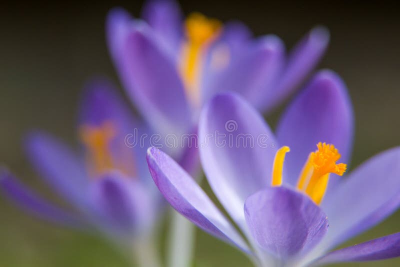 Crocus - One of the Spring Signs Stock Photo - Image of spring, violet ...