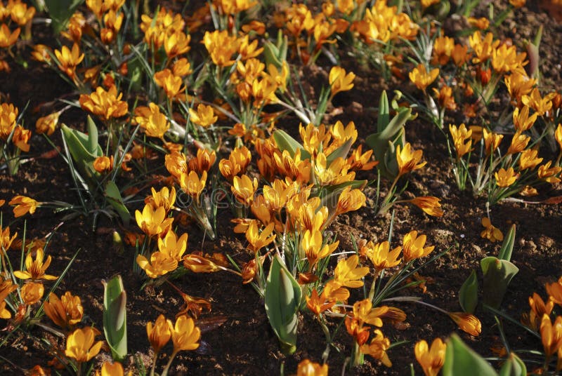 Crocus Orange Monarch Grown in the Park. Stock Image - Image of ...