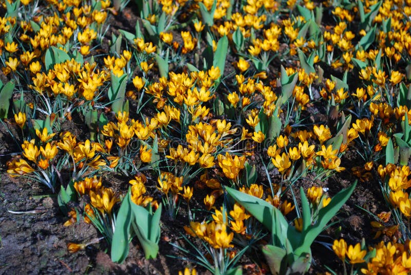 Crocus Orange Monarch and Jenne D`Arc Grown in the Park. Stock Image ...