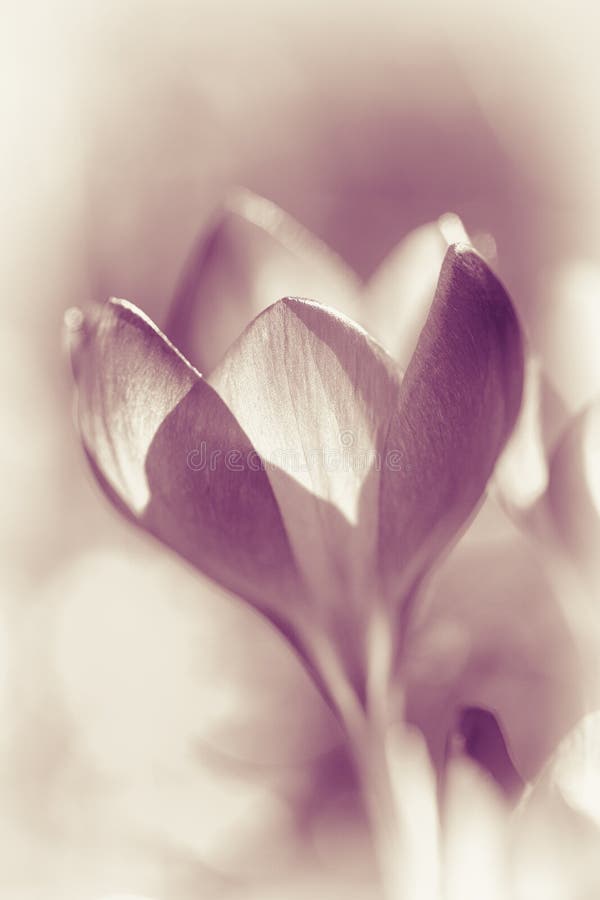 Crocus - pink tint stock image. Image of crocus, shot - 38813455