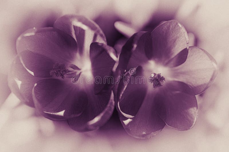 Crocus - Pink Tint - Top View Stock Image - Image of tint, black: 38918411