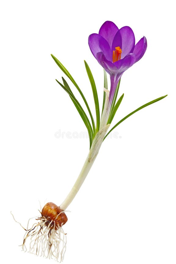 Crocus Plant stock image. Image of seasonal, bulb, root - 19276011
