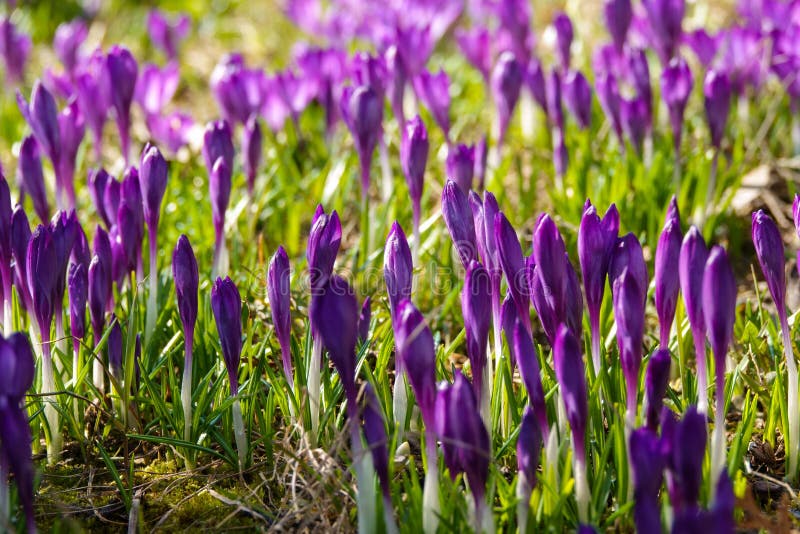 Crocus, Plural Crocuses or Croci is a Genus of Flowering Plants in the ...