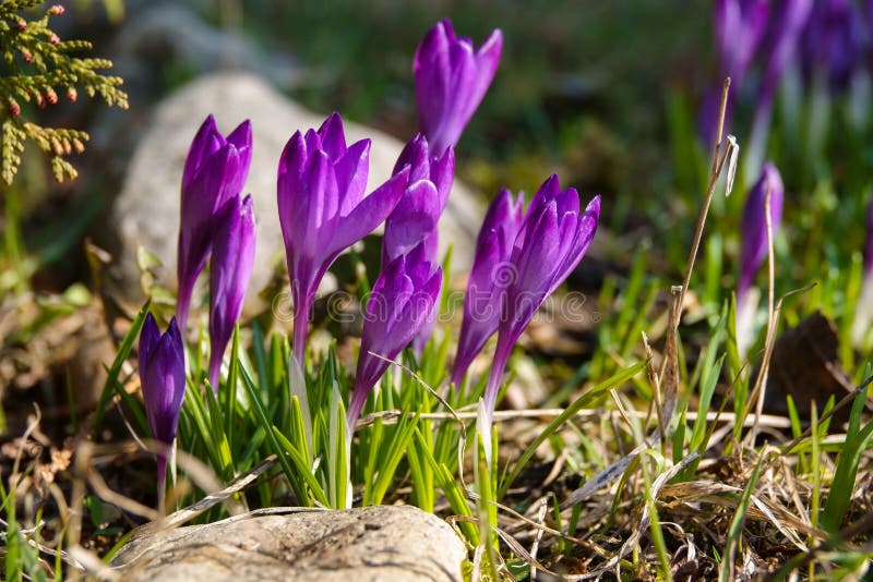 Crocus, Plural Crocuses or Croci is a Genus of Flowering Plants in the ...