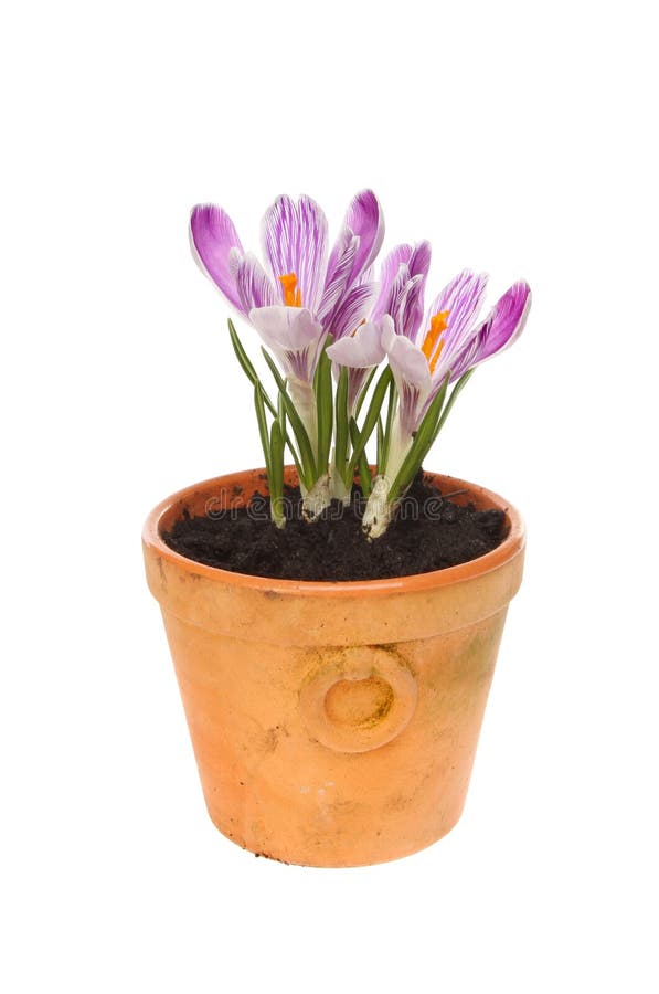 Crocus in pot stock image. Image of crocus, saffron, soil - 39019233