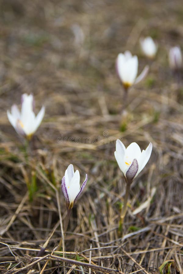 Crocus Primrose. First Spring Flowers Stock Photo - Image of leaf ...