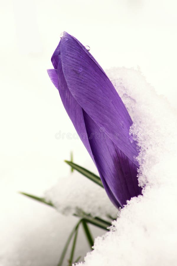 Crocus stock photo. Image of season, flower, blooming - 57405364