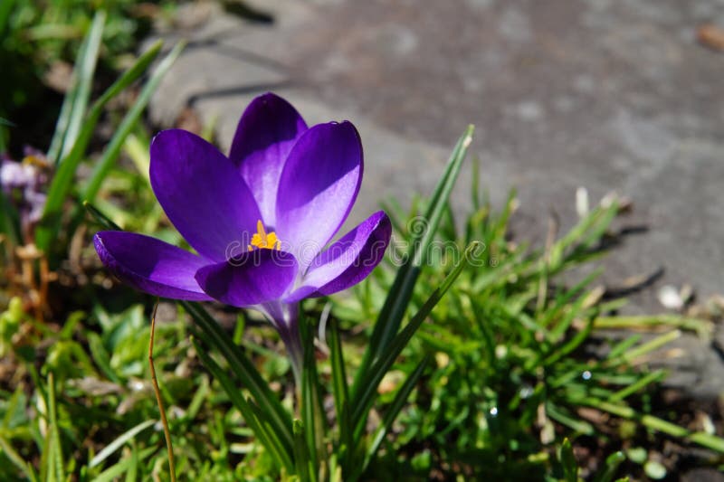 153 Salverform Flower Stock Photos - Free & Royalty-Free Stock Photos ...