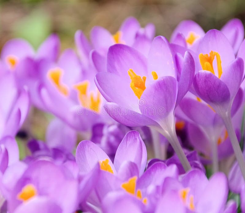 Spring crocus flowers stock photo. Image of delicate - 19032244