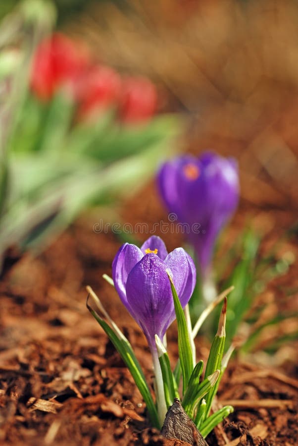 Crocus stock image. Image of flower, crocus, colour, nature - 23199661