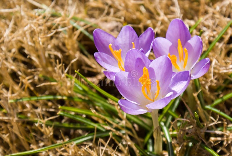 Crocus stock image. Image of zwanenburg, lavendar, crocuses - 49245631