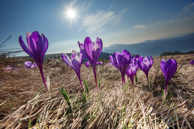 Crocus field stock image. Image of pure, calix, purple, landscape - 13509