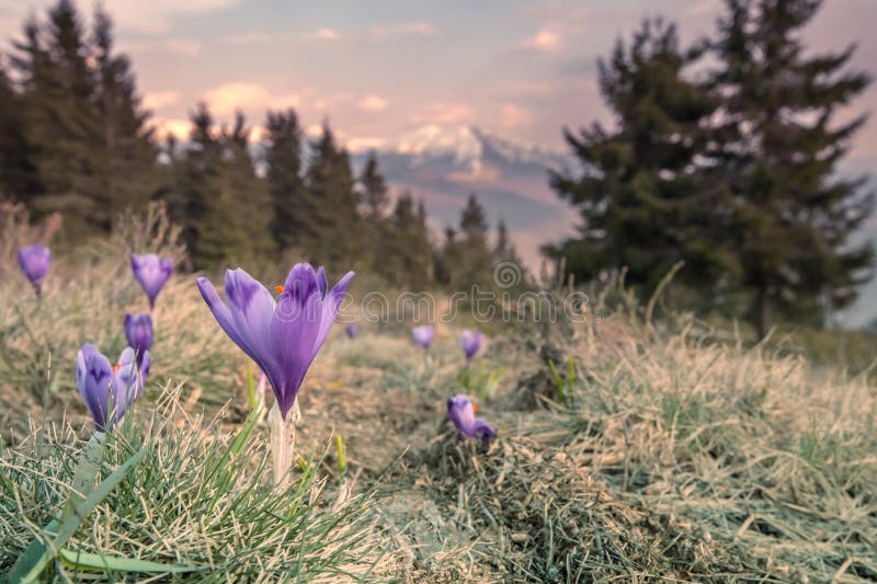 Crocus stock photo. Image of mountains, season, crocus - 37687228