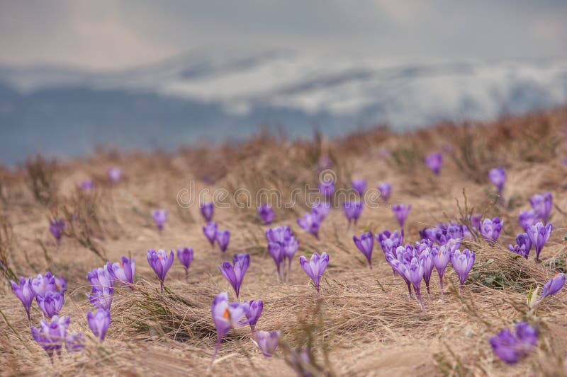 Crocus stock image. Image of mountains, locations, season - 51246813